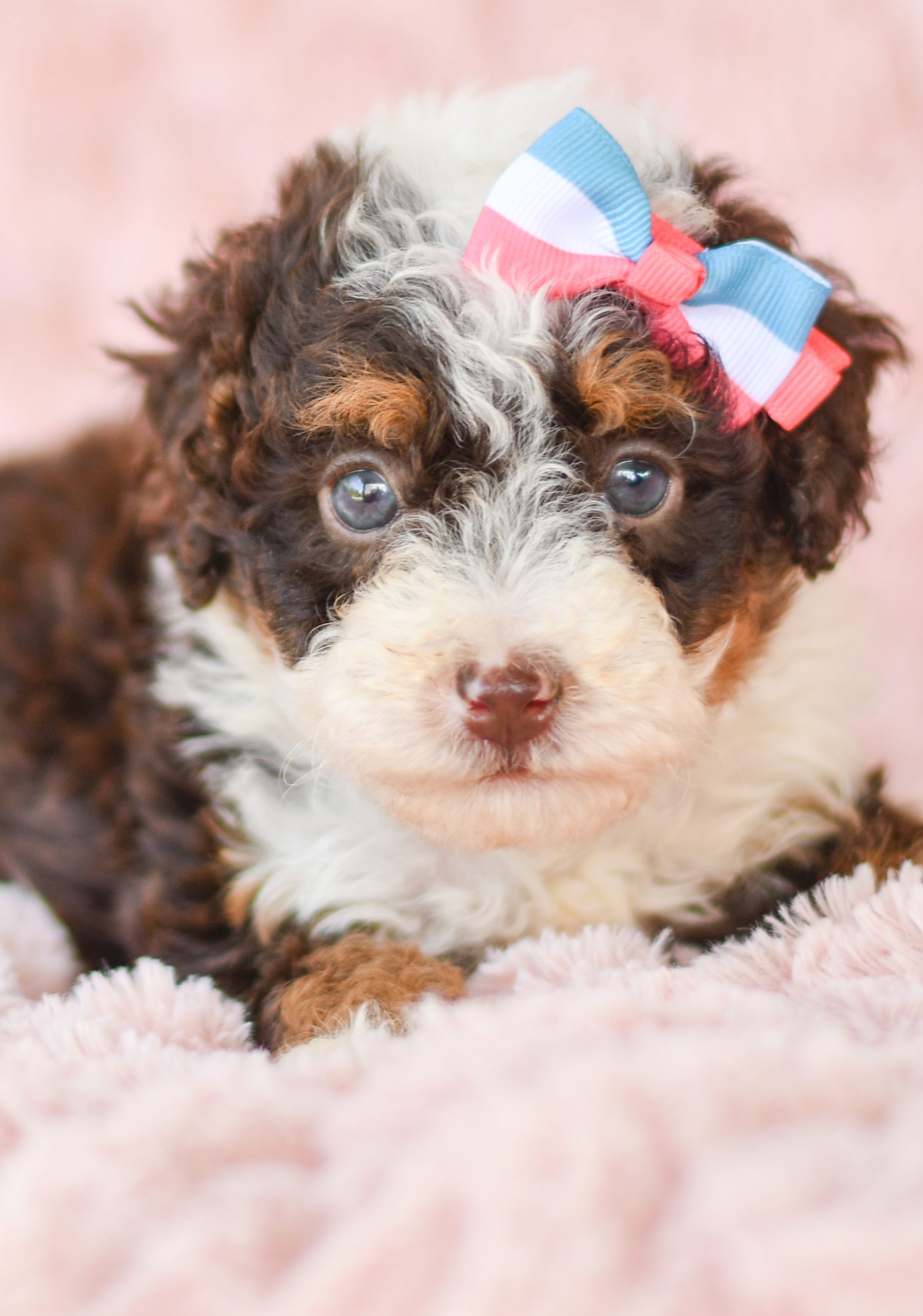 Coco Puff- Mini Bernedoodle - All Star Puppies : All Star Puppies