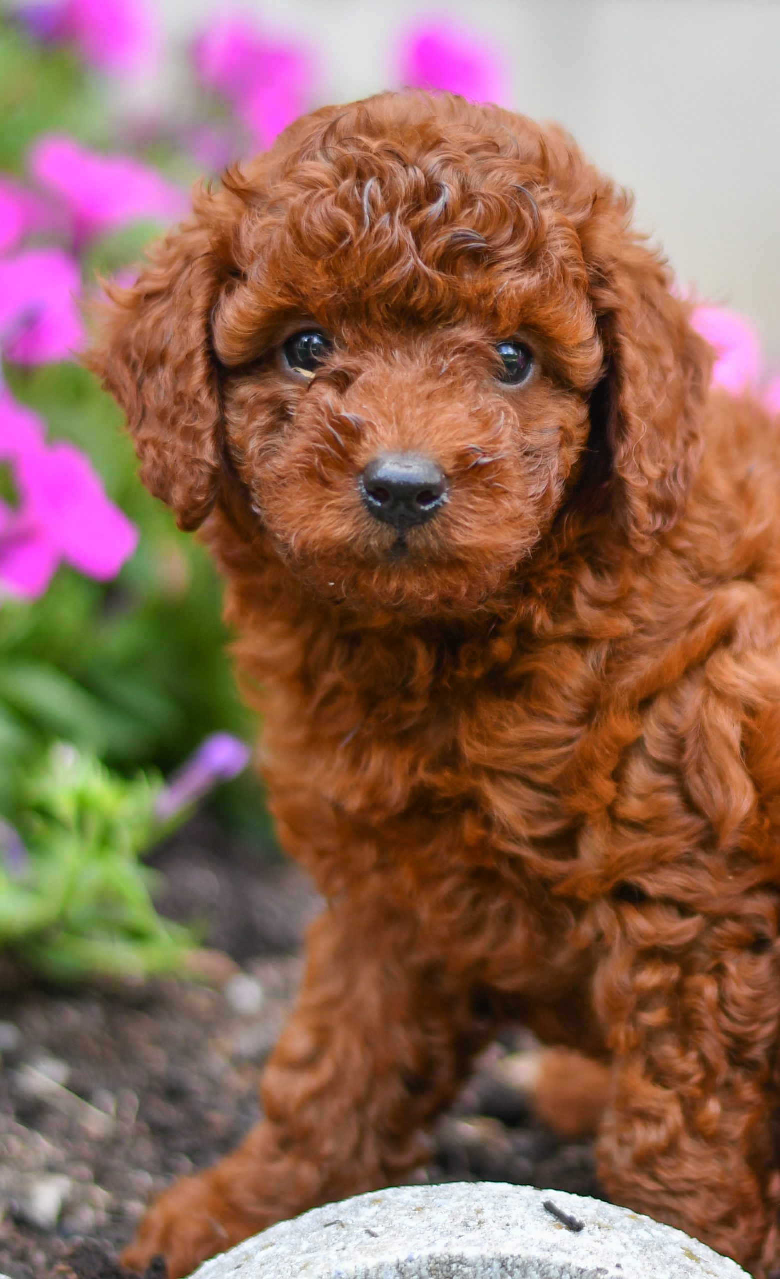 Kalvin - Mini Poodle - All Star Puppies : All Star Puppies