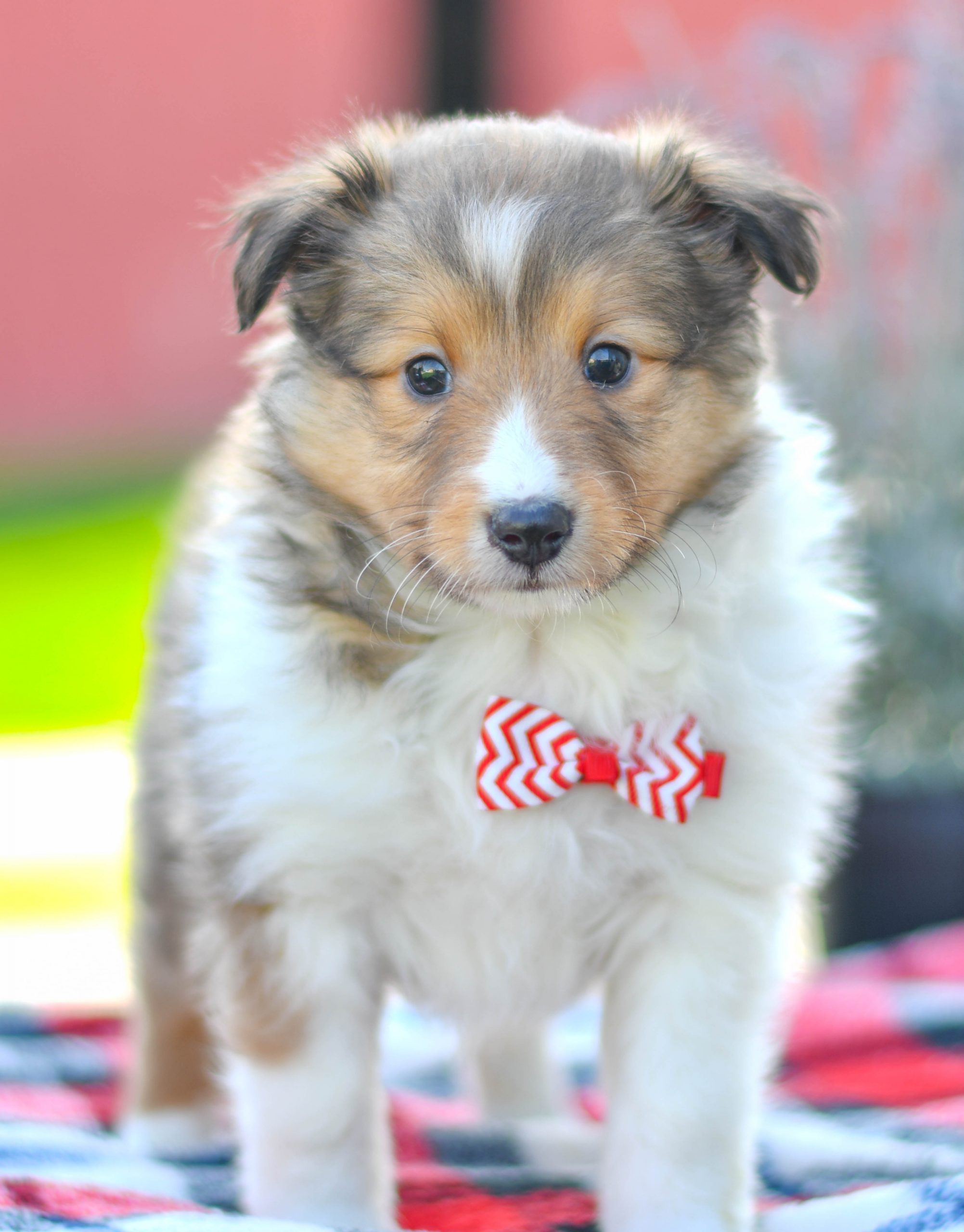 Brody - All Star Puppies : All Star Puppies